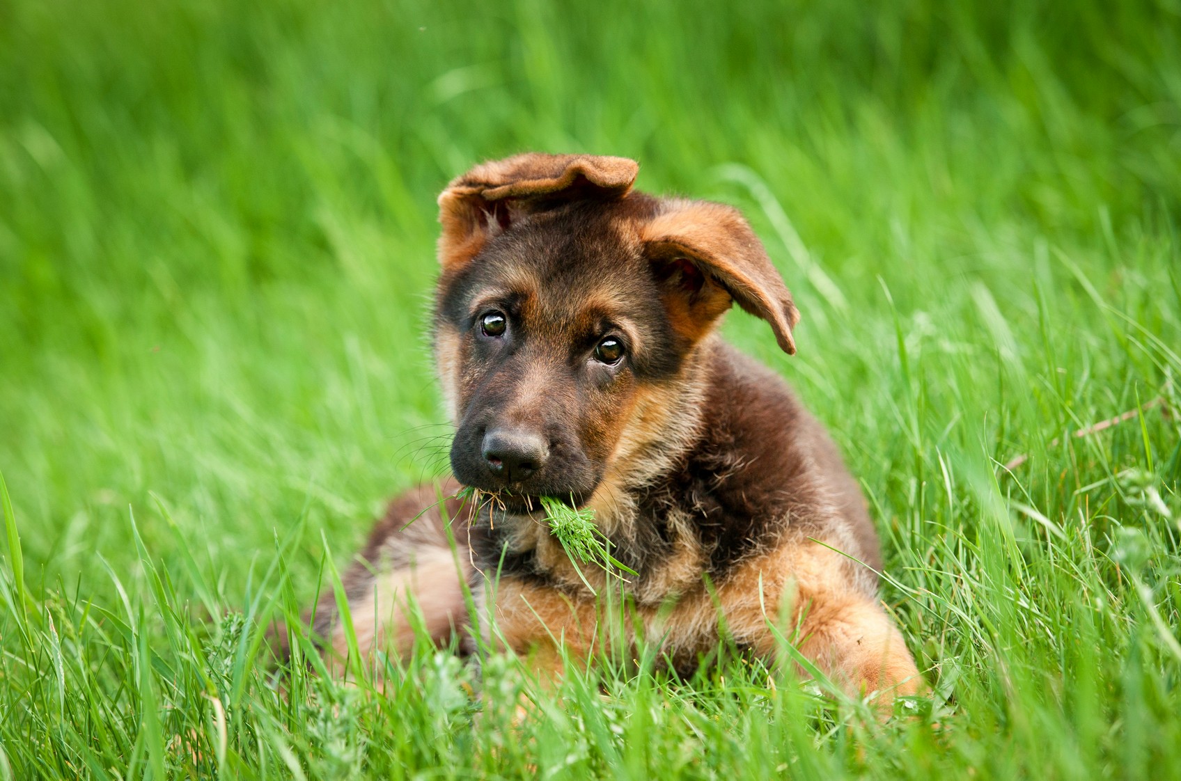 Animal Behavior Myths Big Country Veterinary Clinic Animal Behavior Myths Big Country Veterinary Clinic